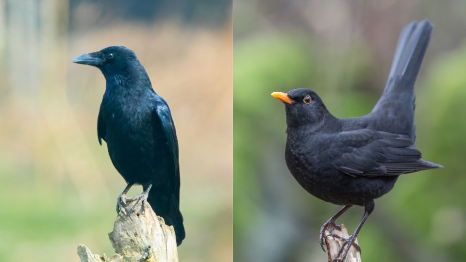 Crow Vs Blackbird 6 Key Differences SongbirdHub