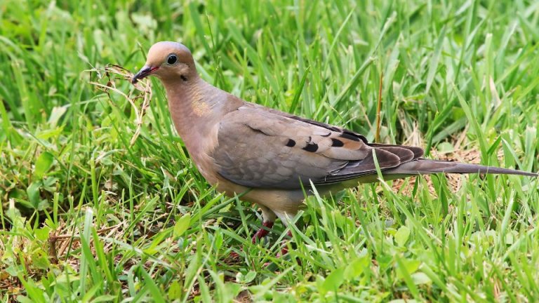 Do Doves Mate For Life? Mating Habits, Nesting & Eggs