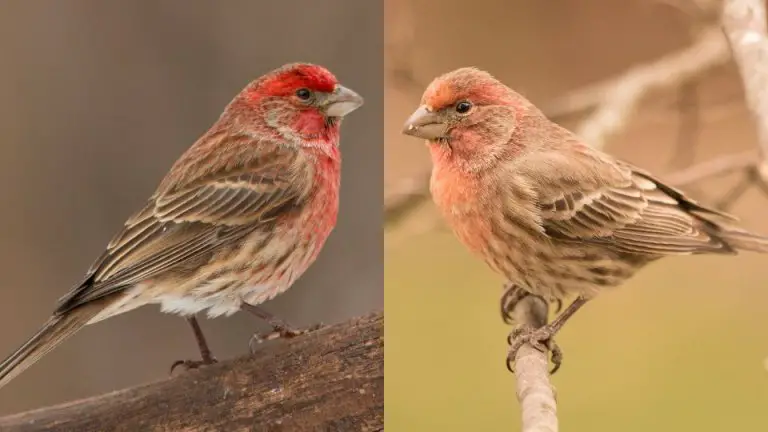 House Finch Vs Purple Finch: Key Differences - SongbirdHub House Finch Vs Purple Finch: Key Differences - SongbirdHub