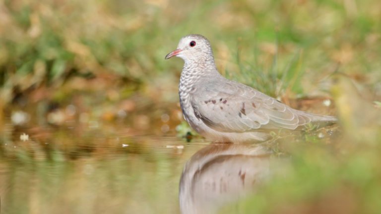 7 Types Of Doves And How To Identify Each Songbirdhub