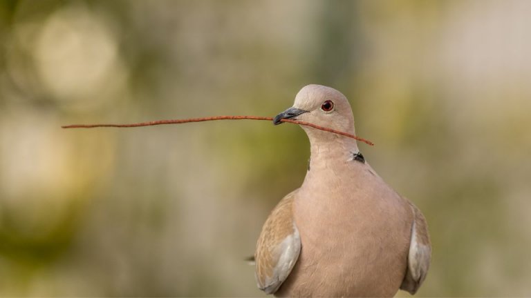 What Do Mourning Doves Eat? - SongbirdHub