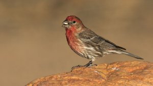 What Do Finches Sound Like Song & Sounds, - SongbirdHub