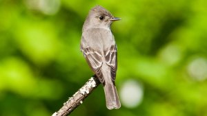 Pewee Bird Facts - Nesting, Mating Rituals, And Range