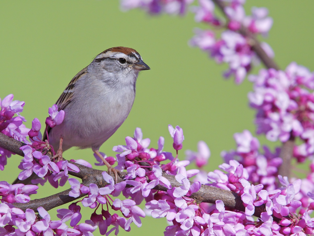 15 Common Types Of Sparrow & How To Identify Them