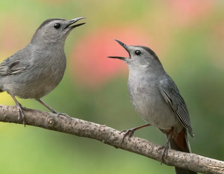 Gray Catbird Eggs, Nestlines, And Fledglings