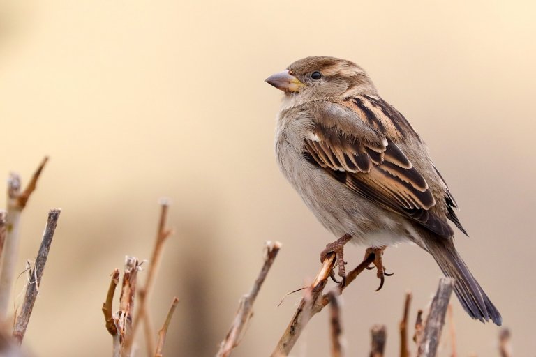 15 Common Types Of Sparrow & How To Identify Them