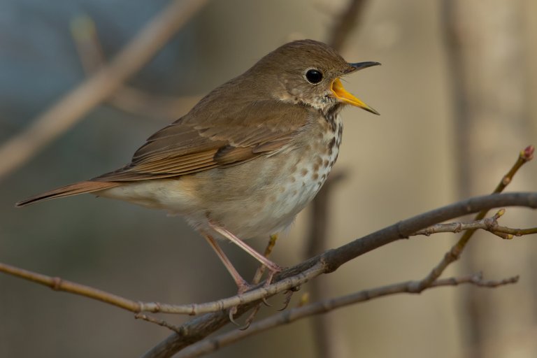Hermit Thrush: Habitat, Range, And Lifespan