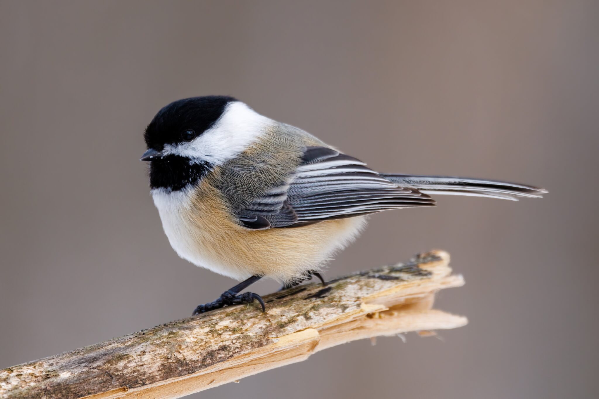 What Do Chickadees Sound Like: Song & Sounds - SongbirdHub