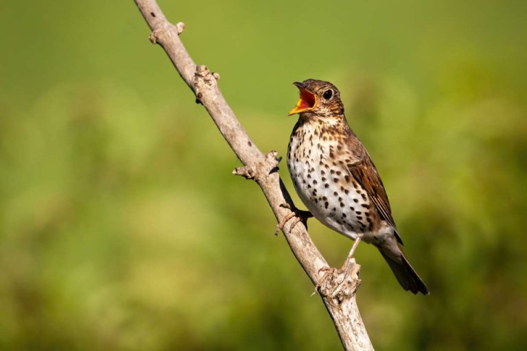 Wood Thrush Song & Sounds: What Do Thrushes Sound Like
