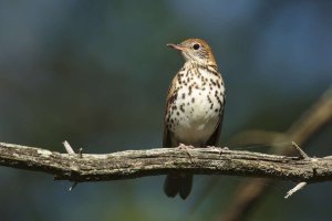 Wood Thrush Song & Sounds: What Do Thrushes Sound Like