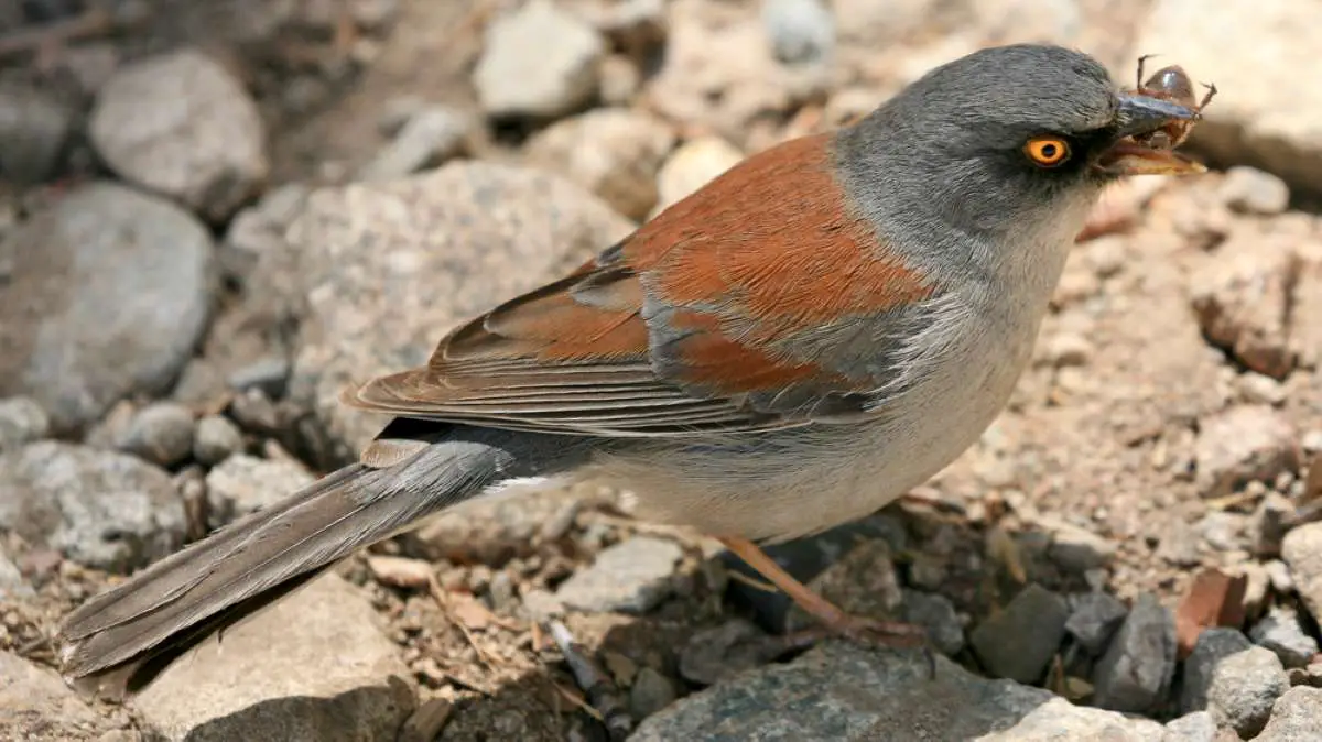 What Do Dark Eyed Junco Calls Sound Like: Song & Sounds